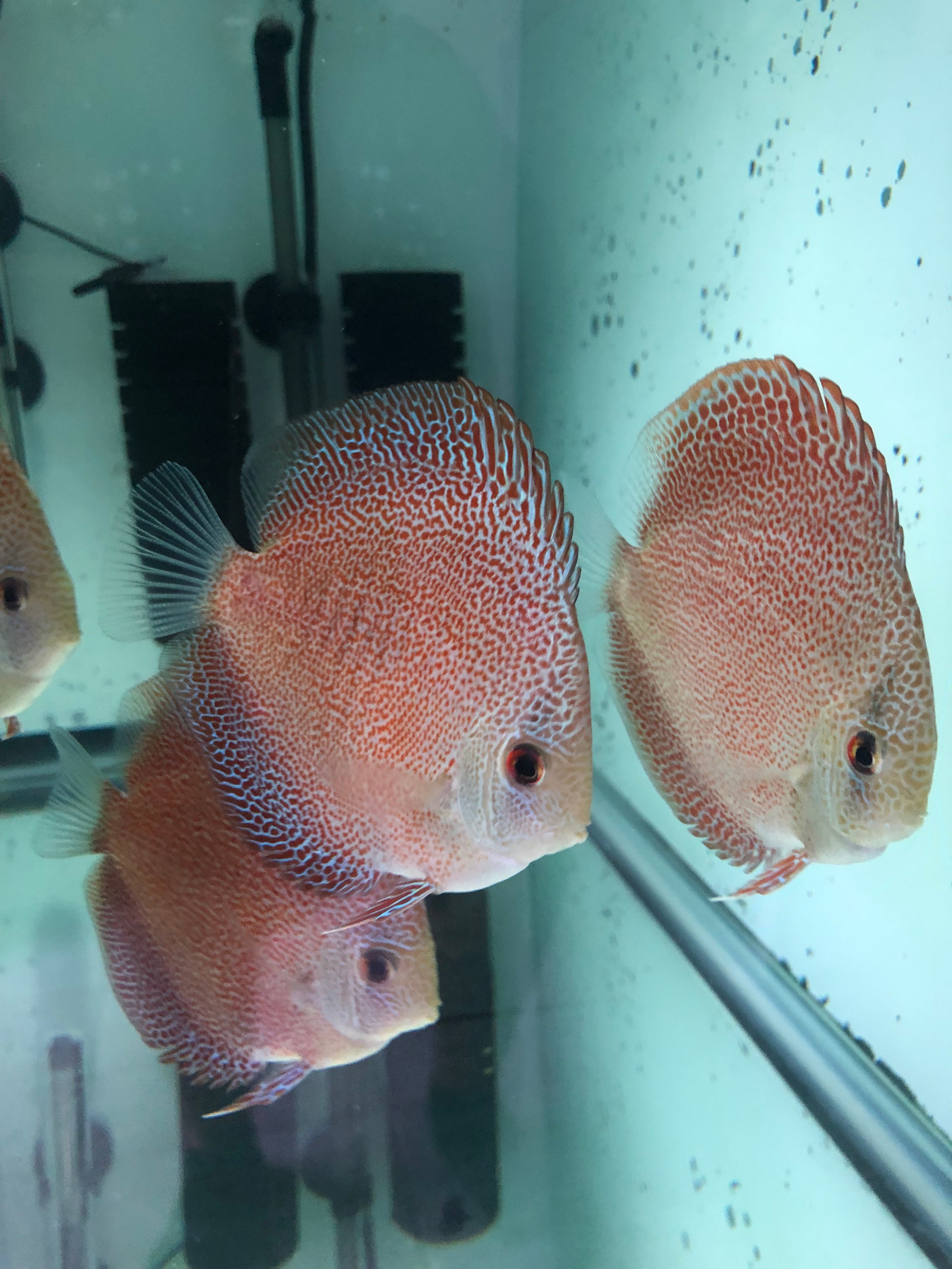 Panthera Discus – Danny Discus PR